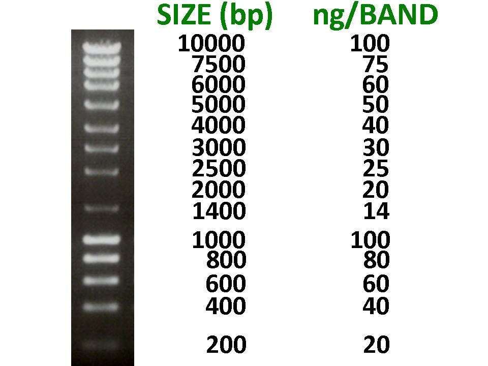 NZYDNA Ladder III – Atlas Biyoteknoloji